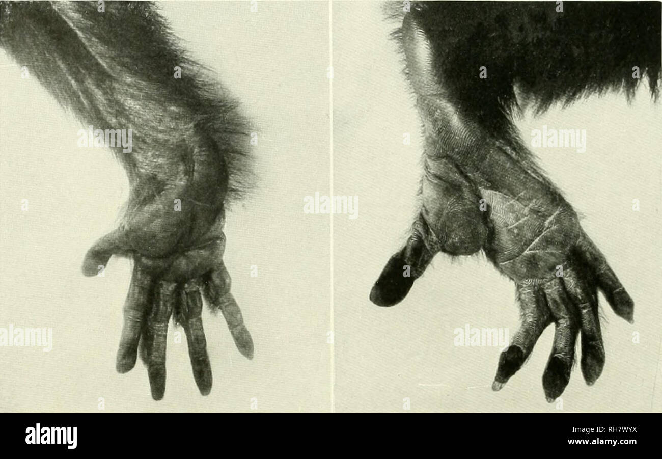 . The brain from ape to man; a contribution to the study of the ...