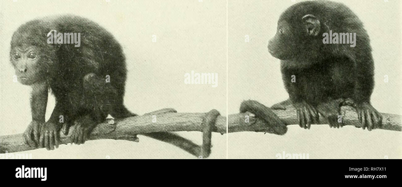 Monkey Human Development Stock Photos & Monkey Human Development Stock ...