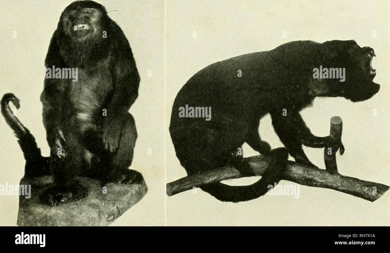 . The brain from ape to man; a contribution to the study of the ...