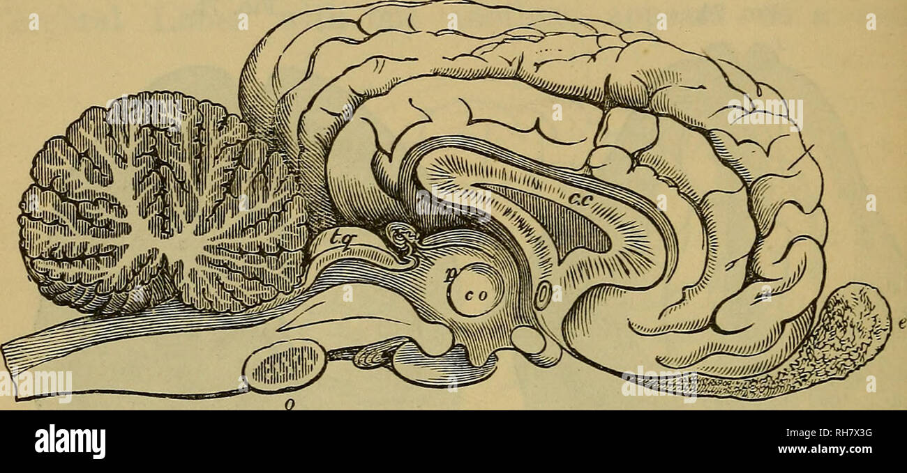 Lateral Fornix Of Brain