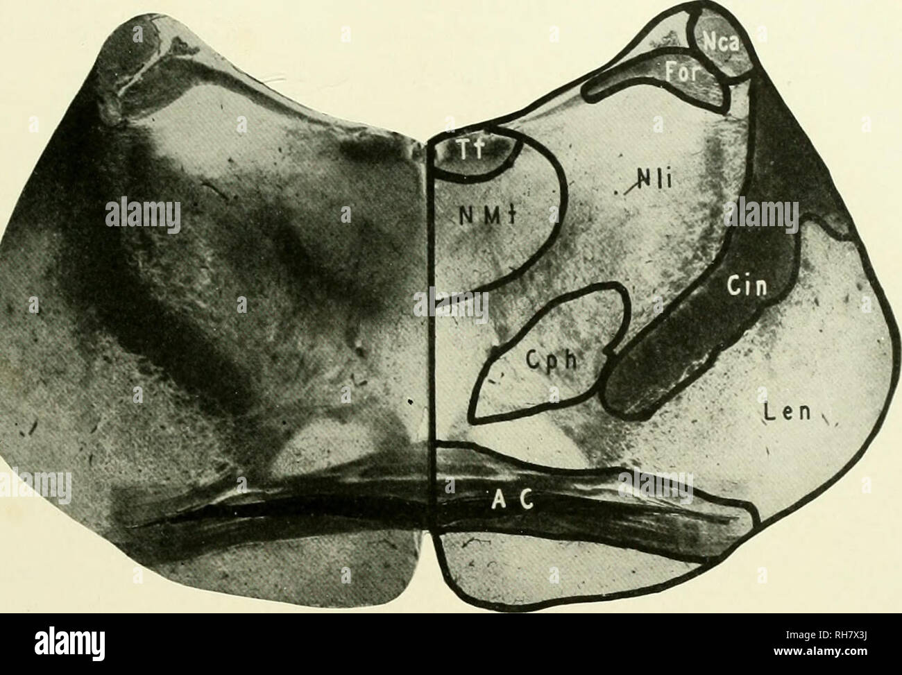 . The brain from ape to man; a contribution to the study of the ...