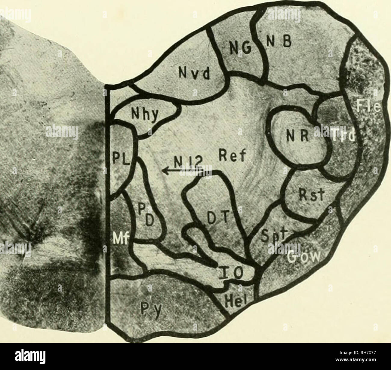 . The brain from ape to man; a contribution to the study of the ...