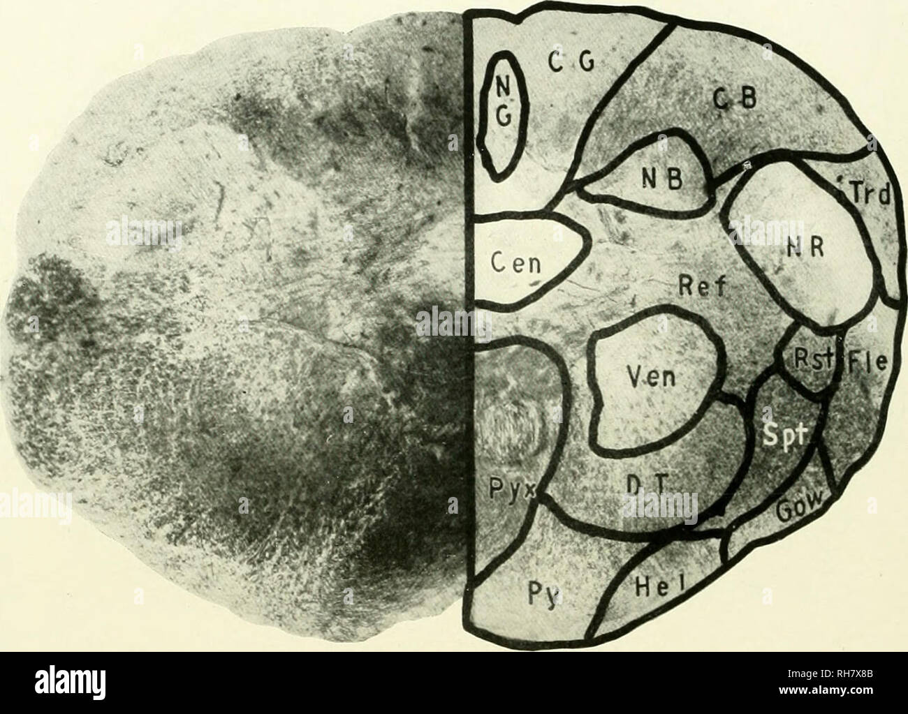 . The brain from ape to man; a contribution to the study of the ...