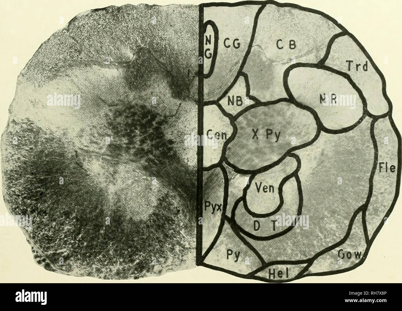 . The brain from ape to man; a contribution to the study of the ...