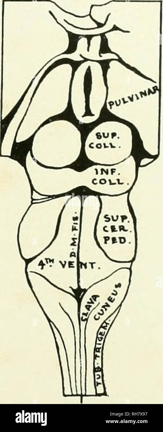 . The brain from ape to man; a contribution to the study of the ...