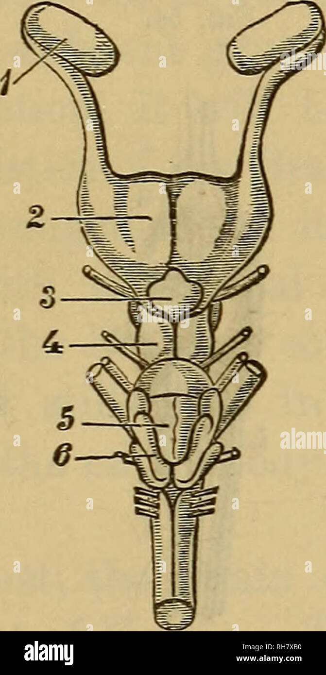 Conjoined thinking hi-res stock photography and images - Alamy