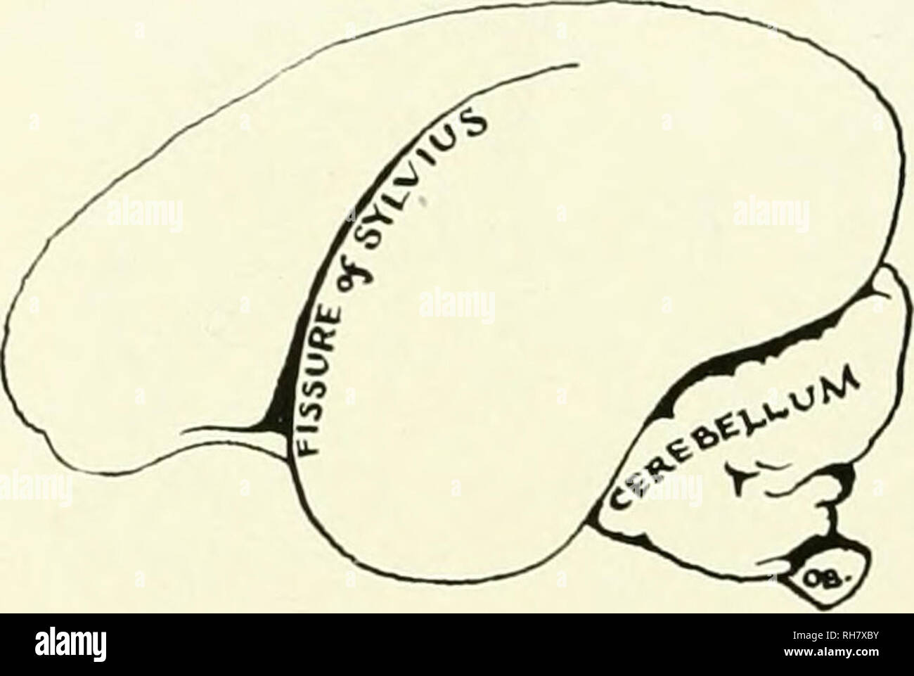 Human ape orbital hi-res stock photography and images - Alamy
