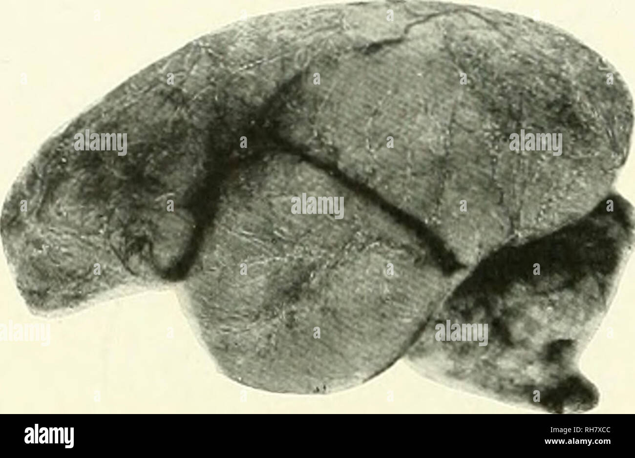 . The brain from ape to man; a contribution to the study of the ...