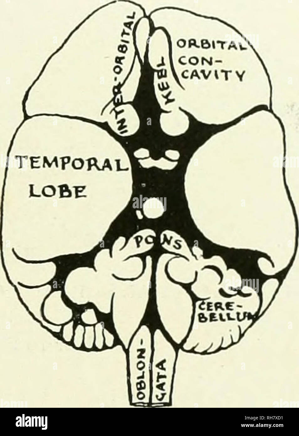 . The brain from ape to man; a contribution to the study of the ...