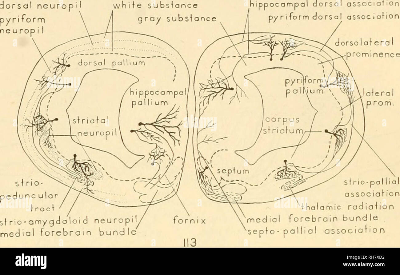Lamina Terminalis High Resolution Stock Photography and Images - Alamy