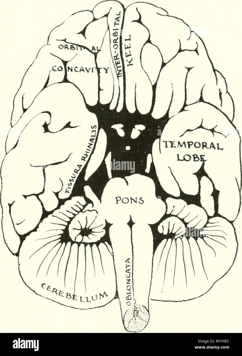 Chimpanzee Brain Diagram