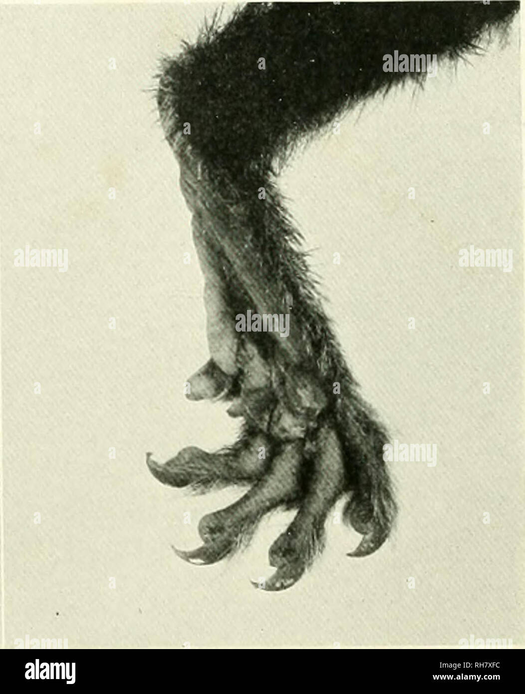 . The brain from ape to man; a contribution to the study of the ...