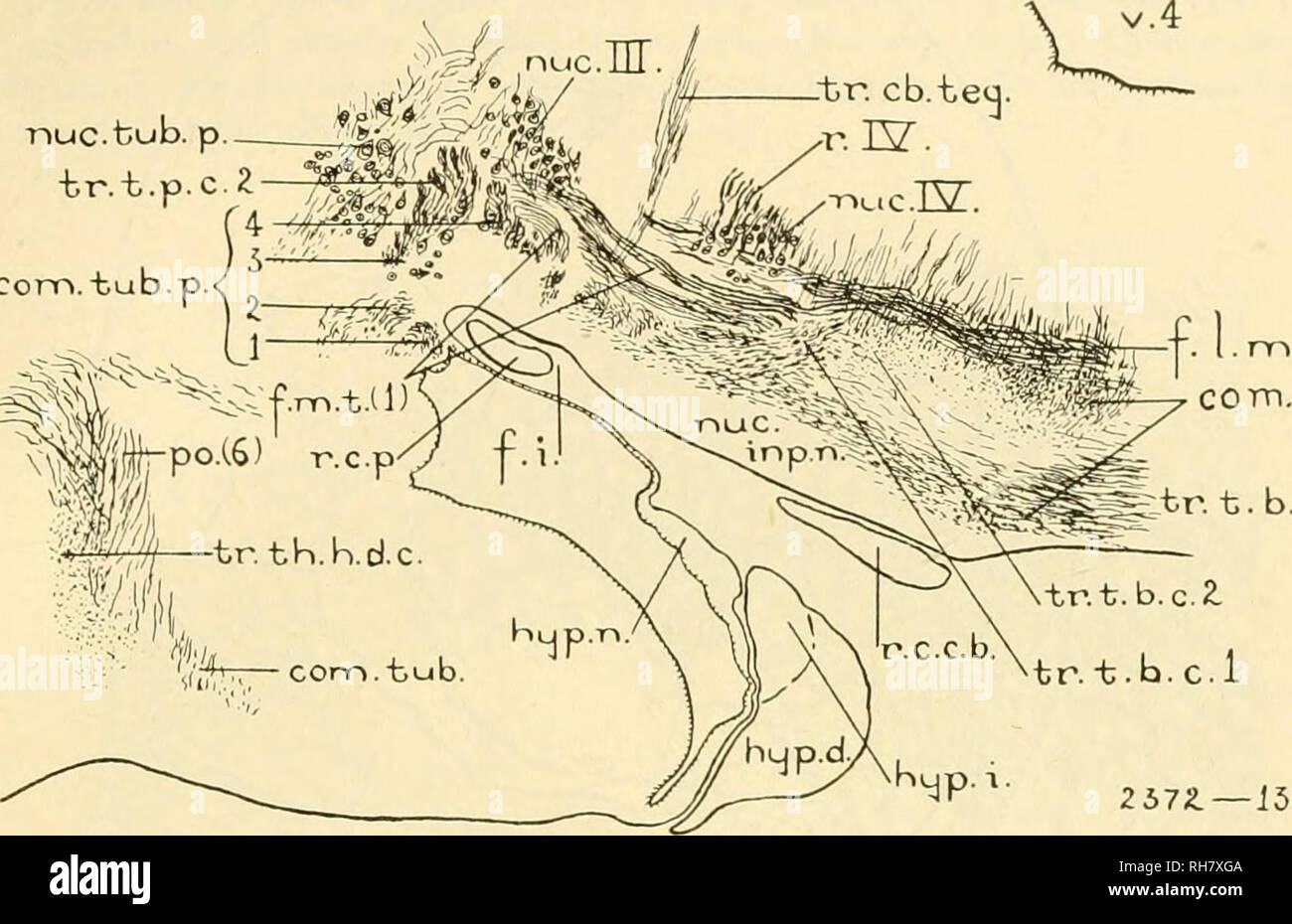 . The brain of the tiger salamander, Ambystoma tigrinum. Brain ...