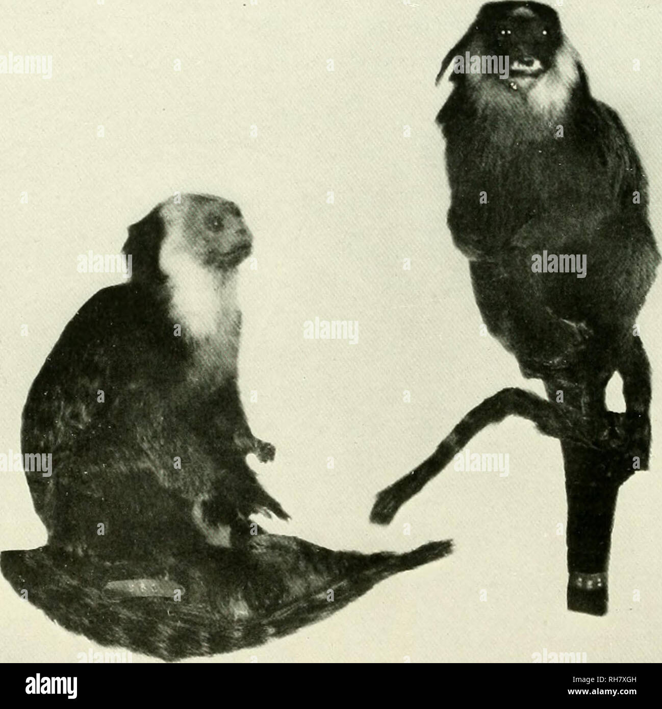 Family pongidae hi-res stock photography and images - Alamy