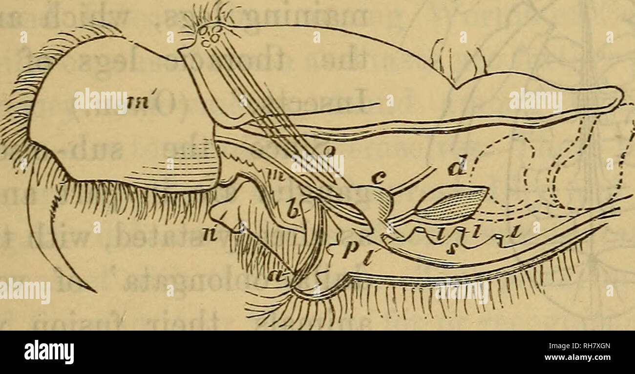 . The brain as an organ of mind. Brain; Thought and thinking; Brain ...