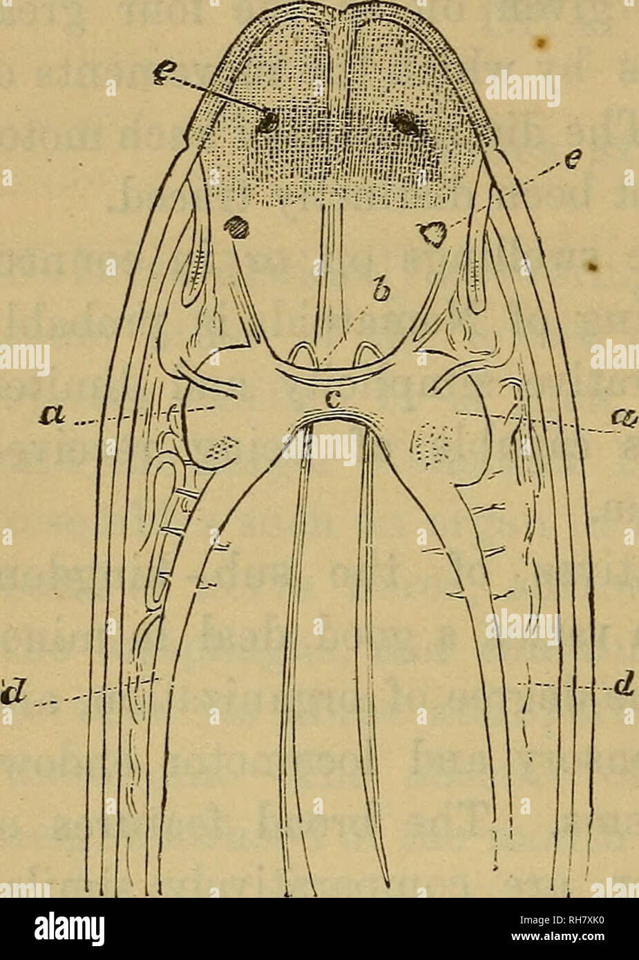 . The brain as an organ of mind. Brain; Thought and thinking; Brain. 88 ...