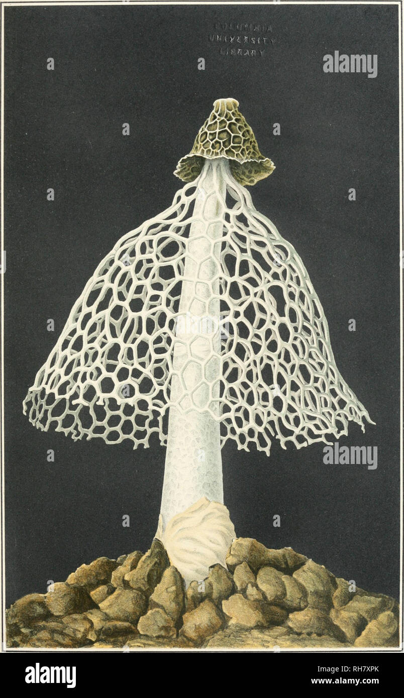Dictyophora phalloidea hi-res stock photography and images - Alamy