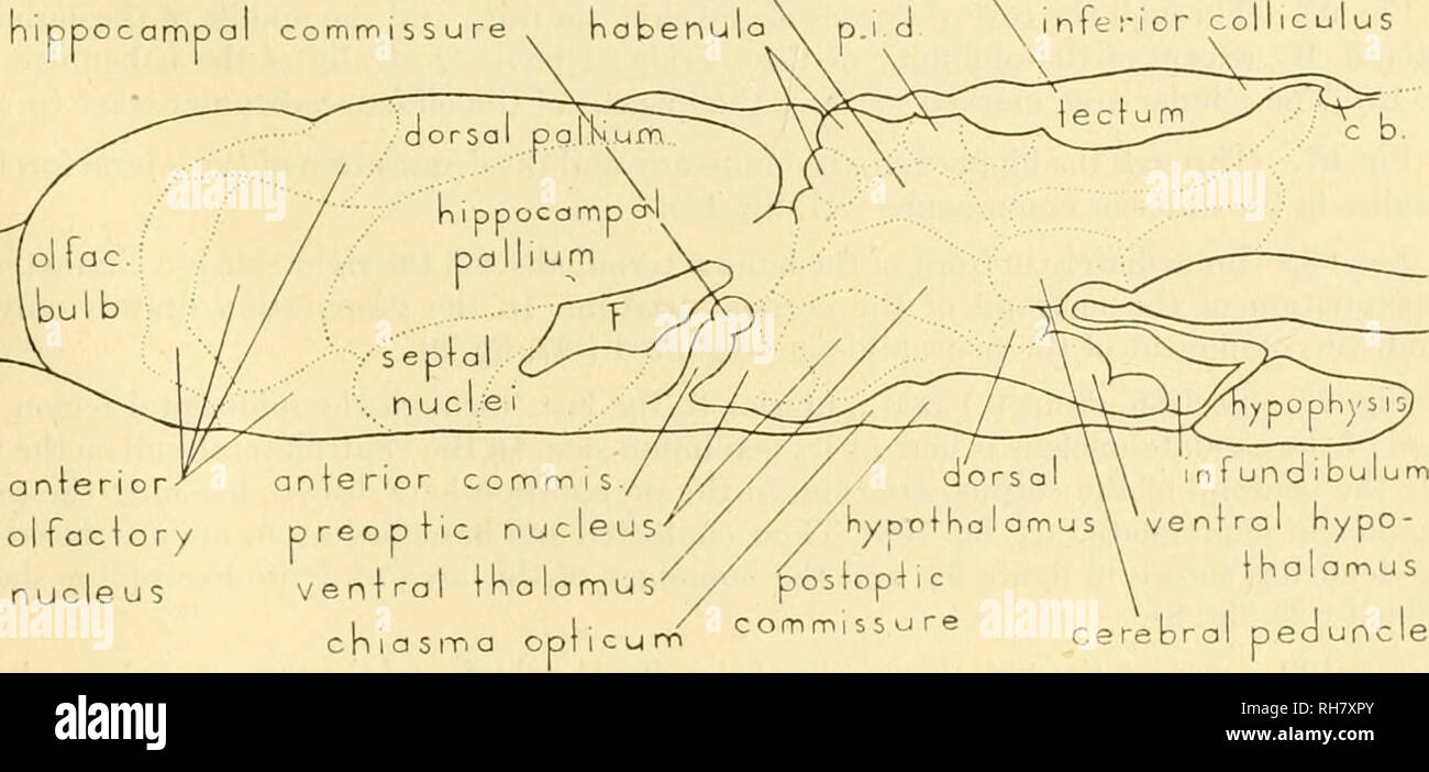 . The brain of the tiger salamander, Ambystoma tigrinum. Brain ...