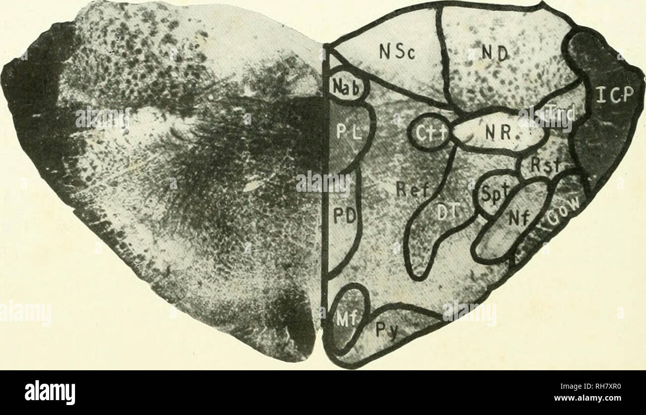 . The brain from ape to man; a contribution to the study of the ...