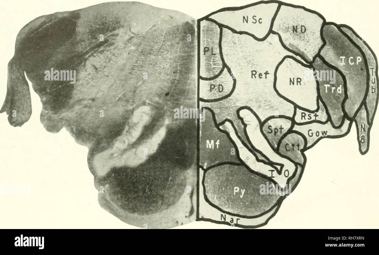 . The brain from ape to man; a contribution to the study of the ...