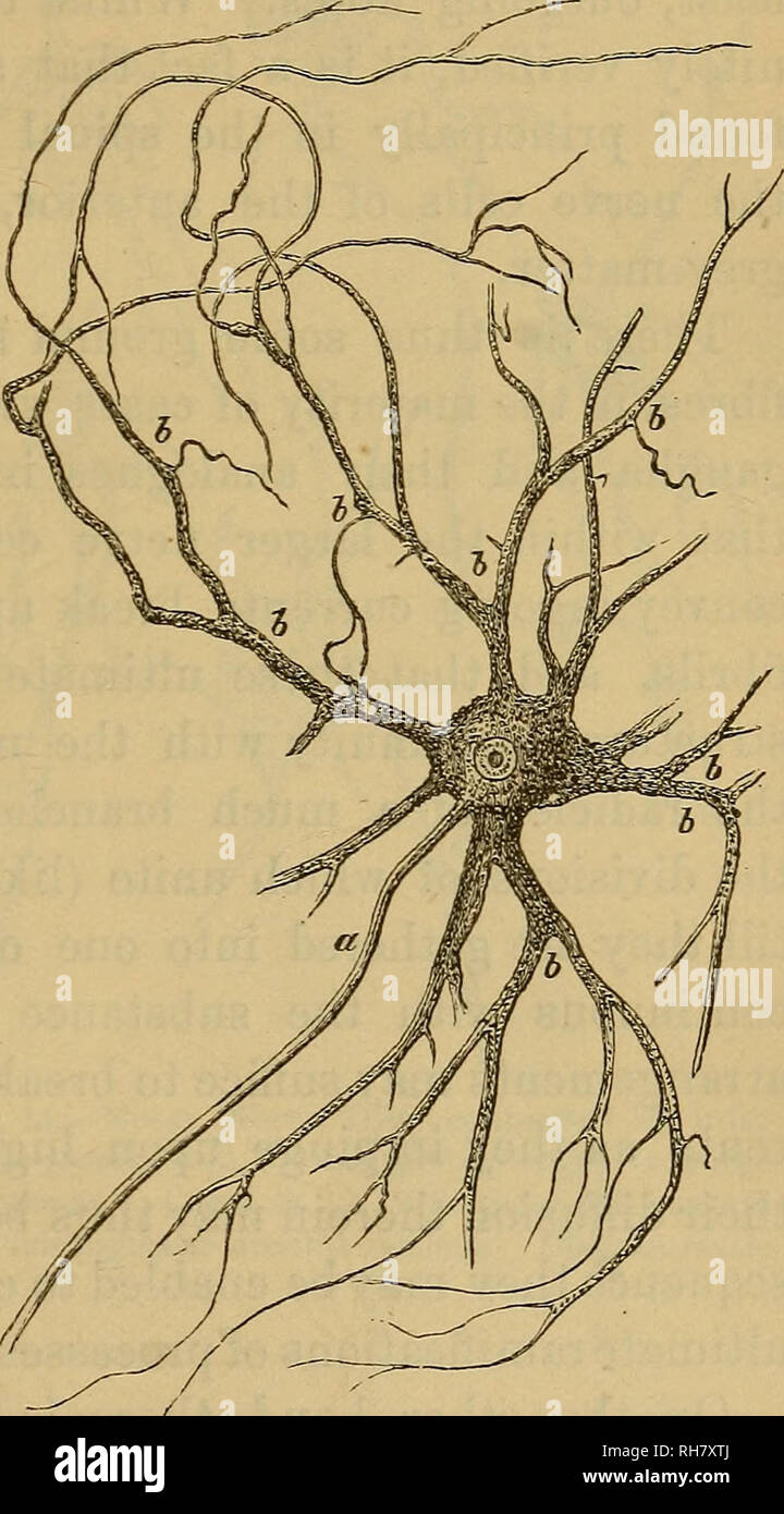 . The brain as an organ of mind. Brain; Thought and thinking; Brain ...