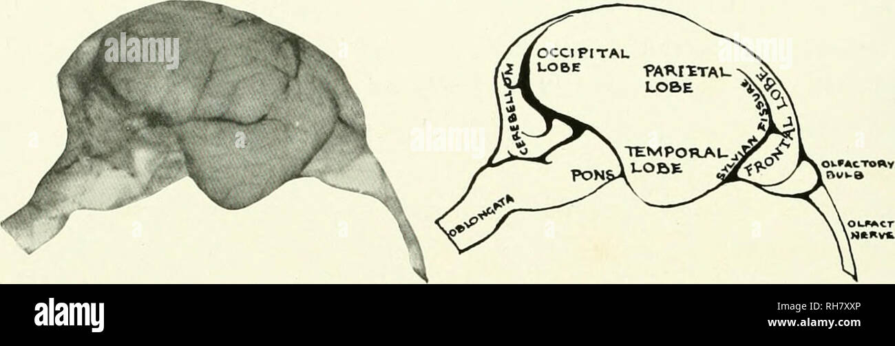 Human and ape cerebellum hi-res stock photography and images - Alamy