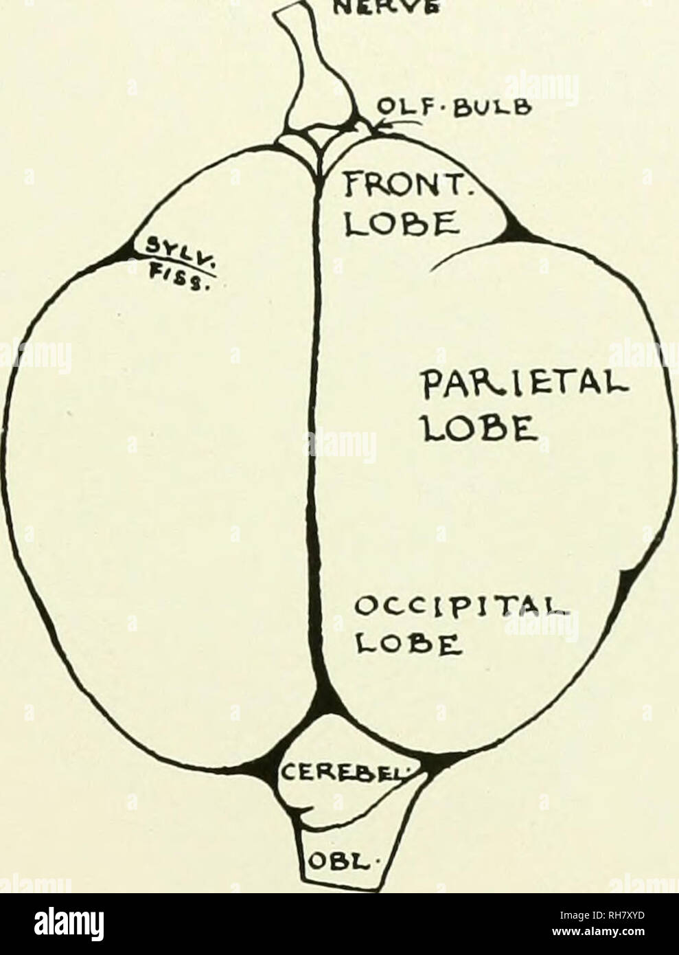 Human and ape cerebellum hi-res stock photography and images - Alamy