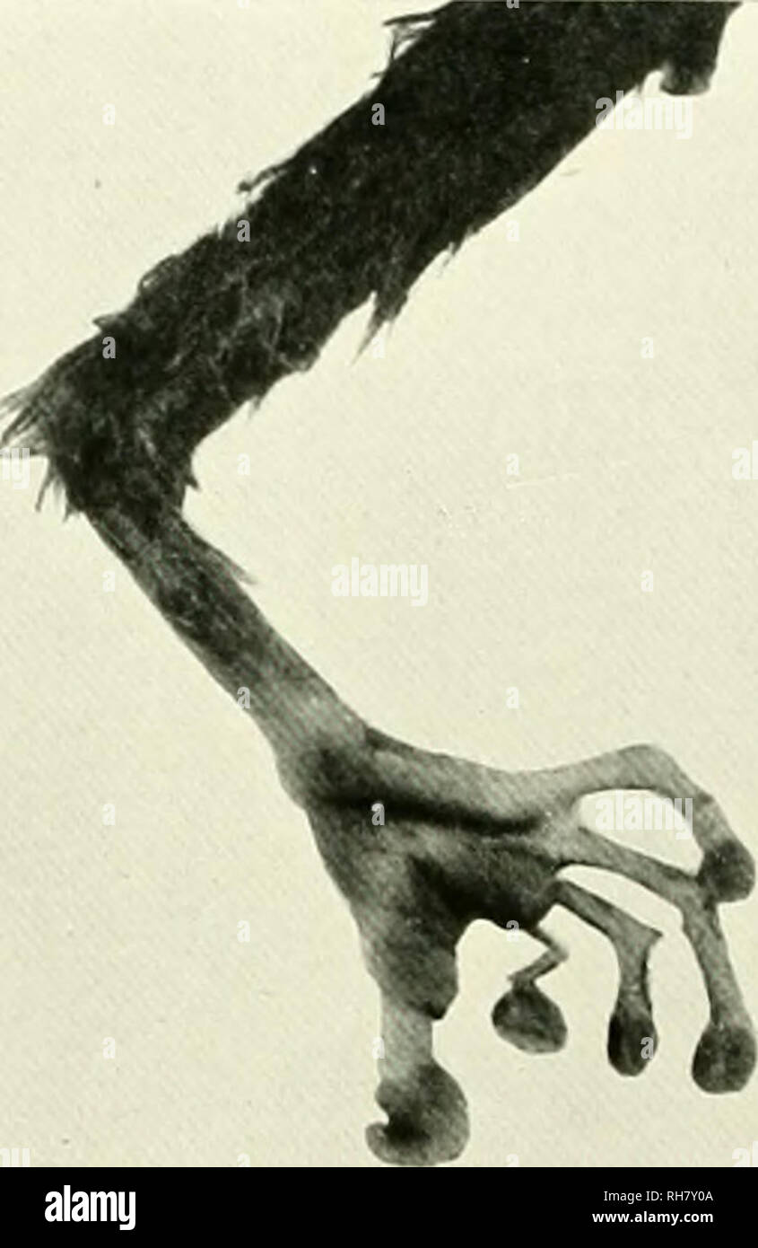 . The brain from ape to man; a contribution to the study of the ...