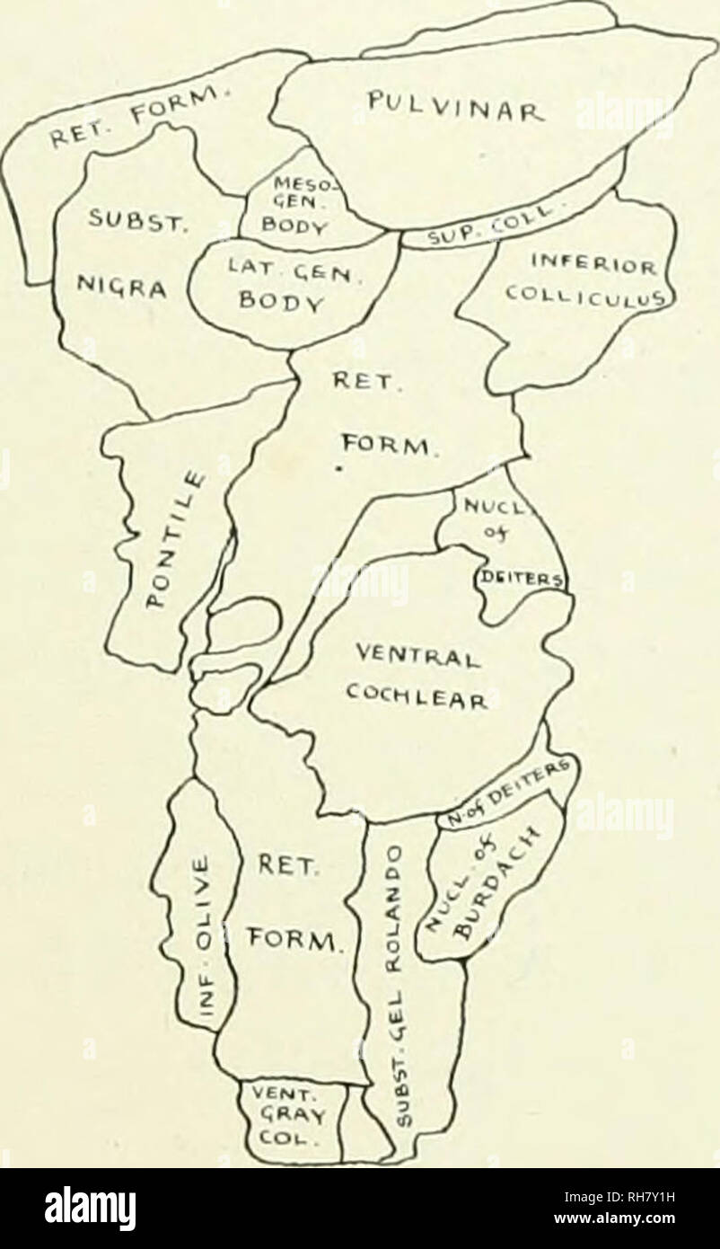 . The brain from ape to man; a contribution to the study of the ...