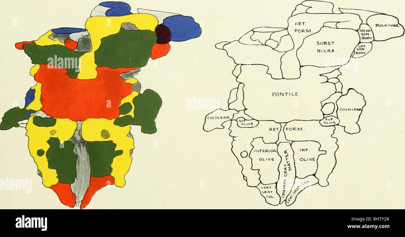 . The brain from ape to man; a contribution to the study of the ...
