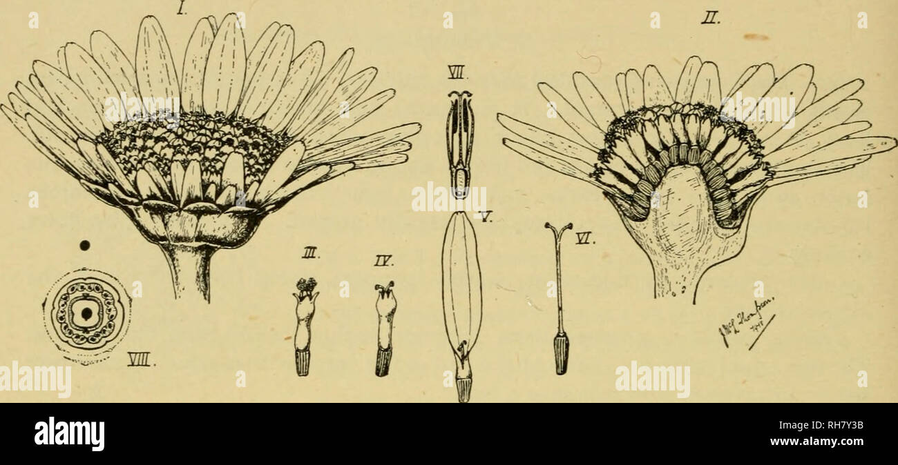 Gynoecium syncarpous hi-res stock photography and images - Alamy