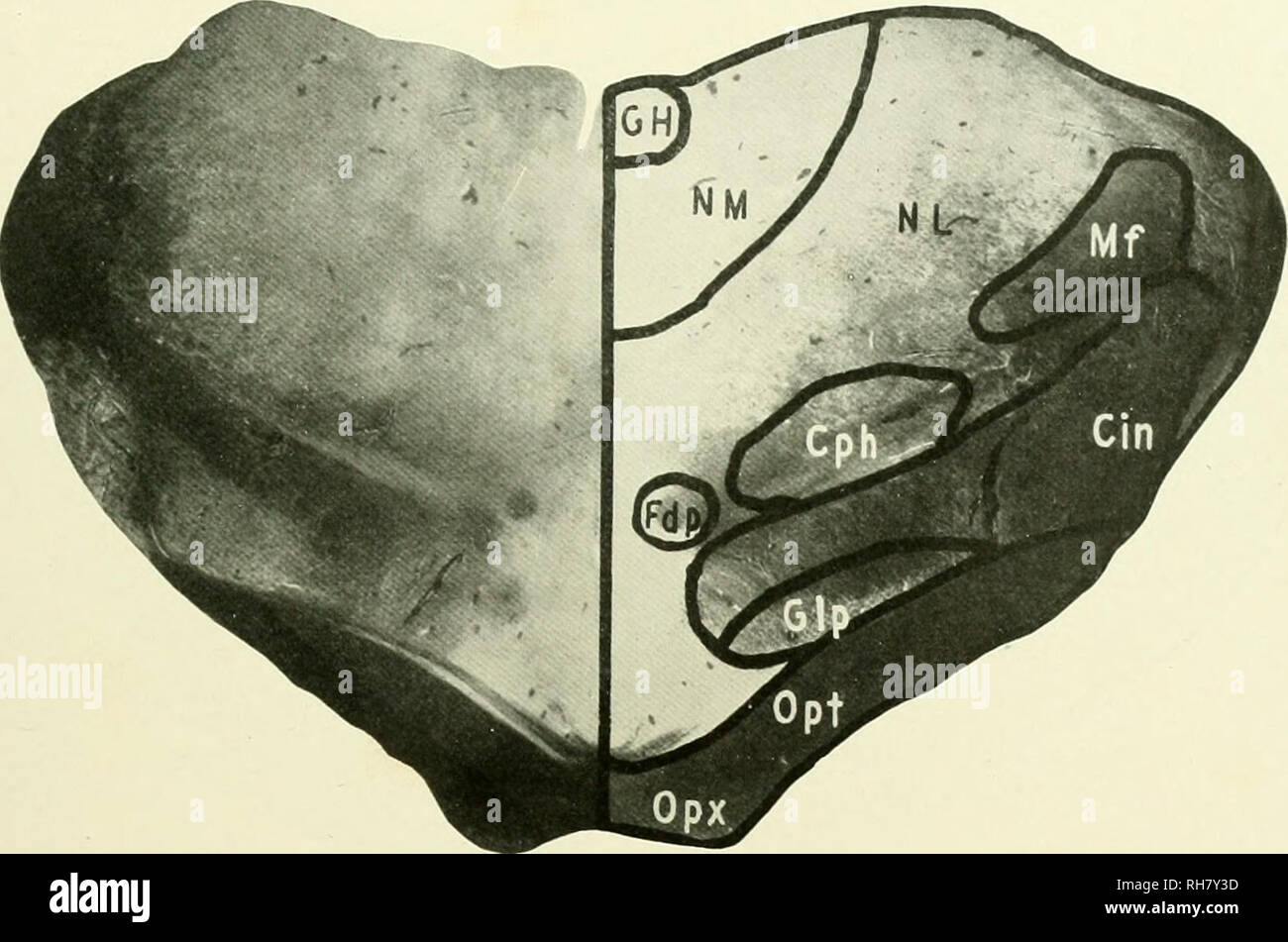 . The brain from ape to man; a contribution to the study of the ...