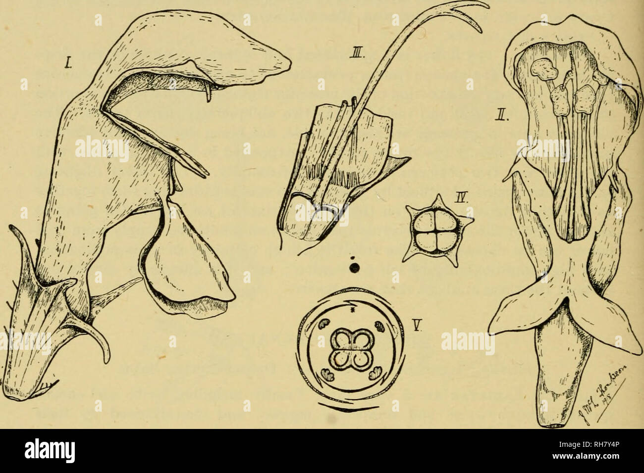 . Botany of the living plant. Botany; Plants. 646 BOTANY OF THE LIVING ...