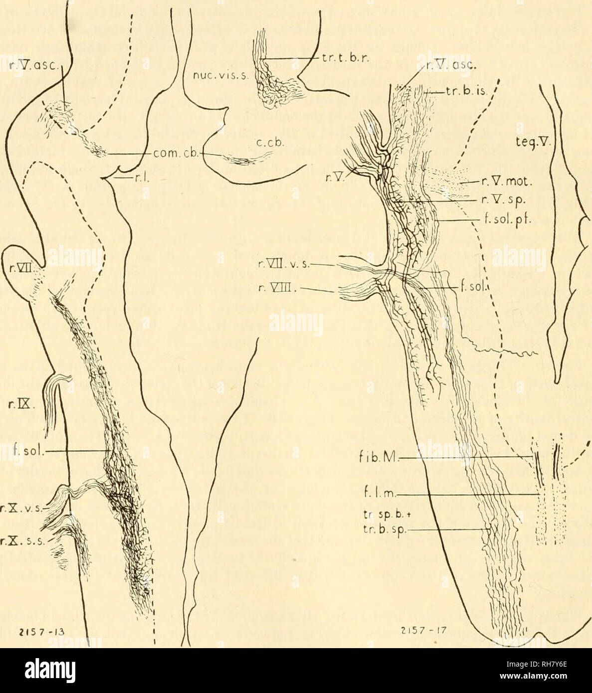 . The brain of the tiger salamander, Ambystoma tigrinum. Brain ...