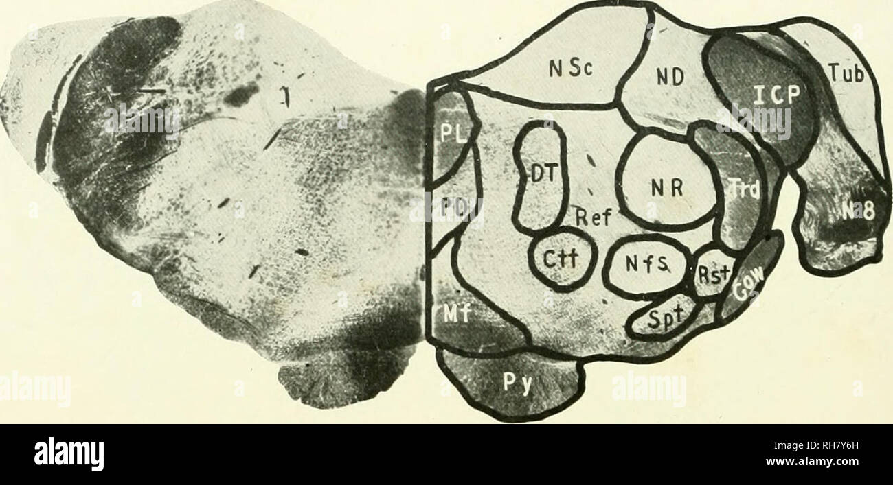 . The brain from ape to man; a contribution to the study of the ...
