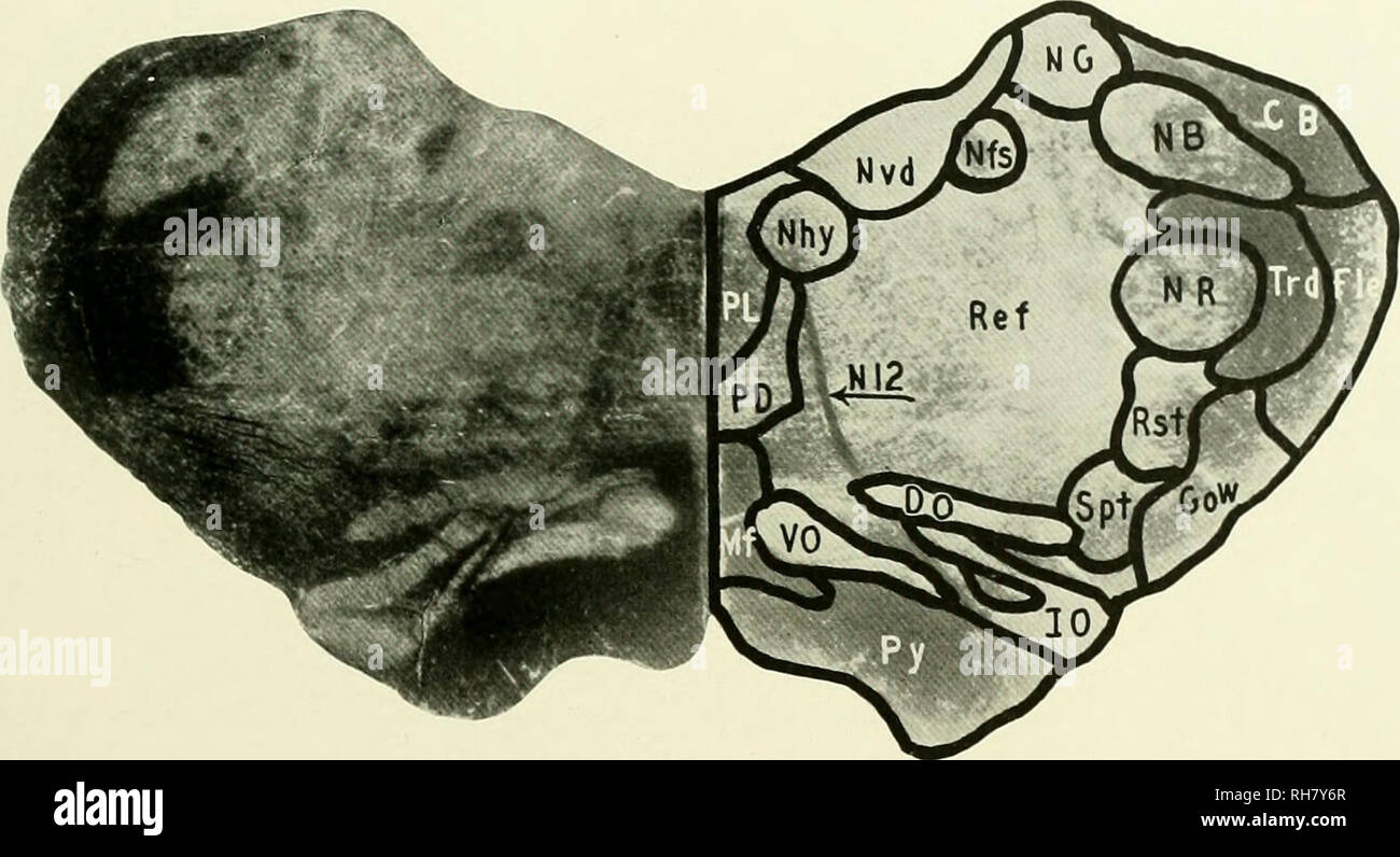 . The brain from ape to man; a contribution to the study of the ...