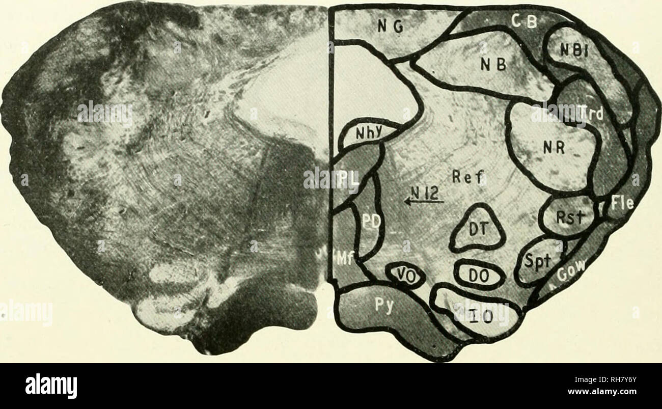 . The brain from ape to man; a contribution to the study of the ...