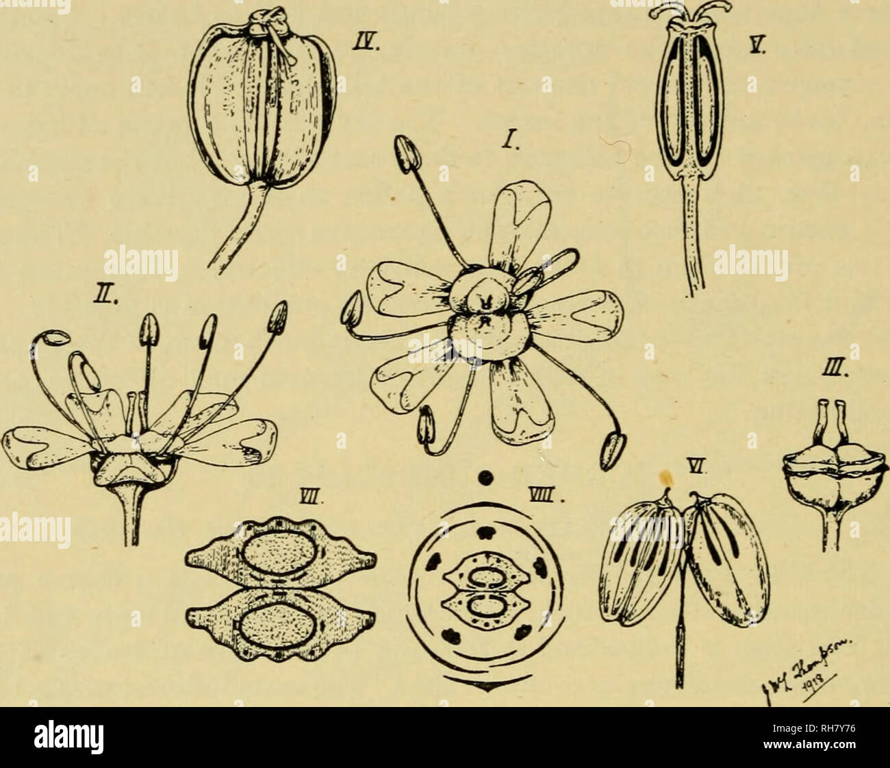 Attracts long tongued insects hi-res stock photography and images - Alamy