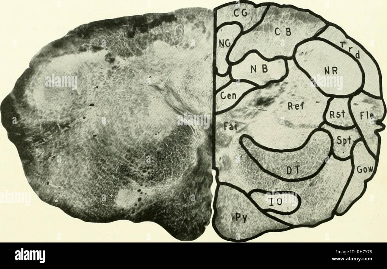 . The brain from ape to man; a contribution to the study of the ...