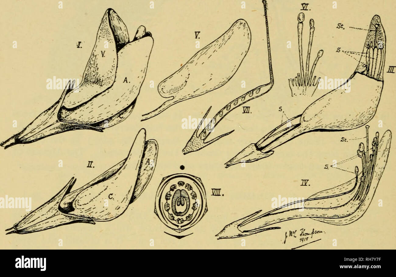 . Botany of the living plant. Botany; Plants. 636 BOTANY OF THE LIVING ...