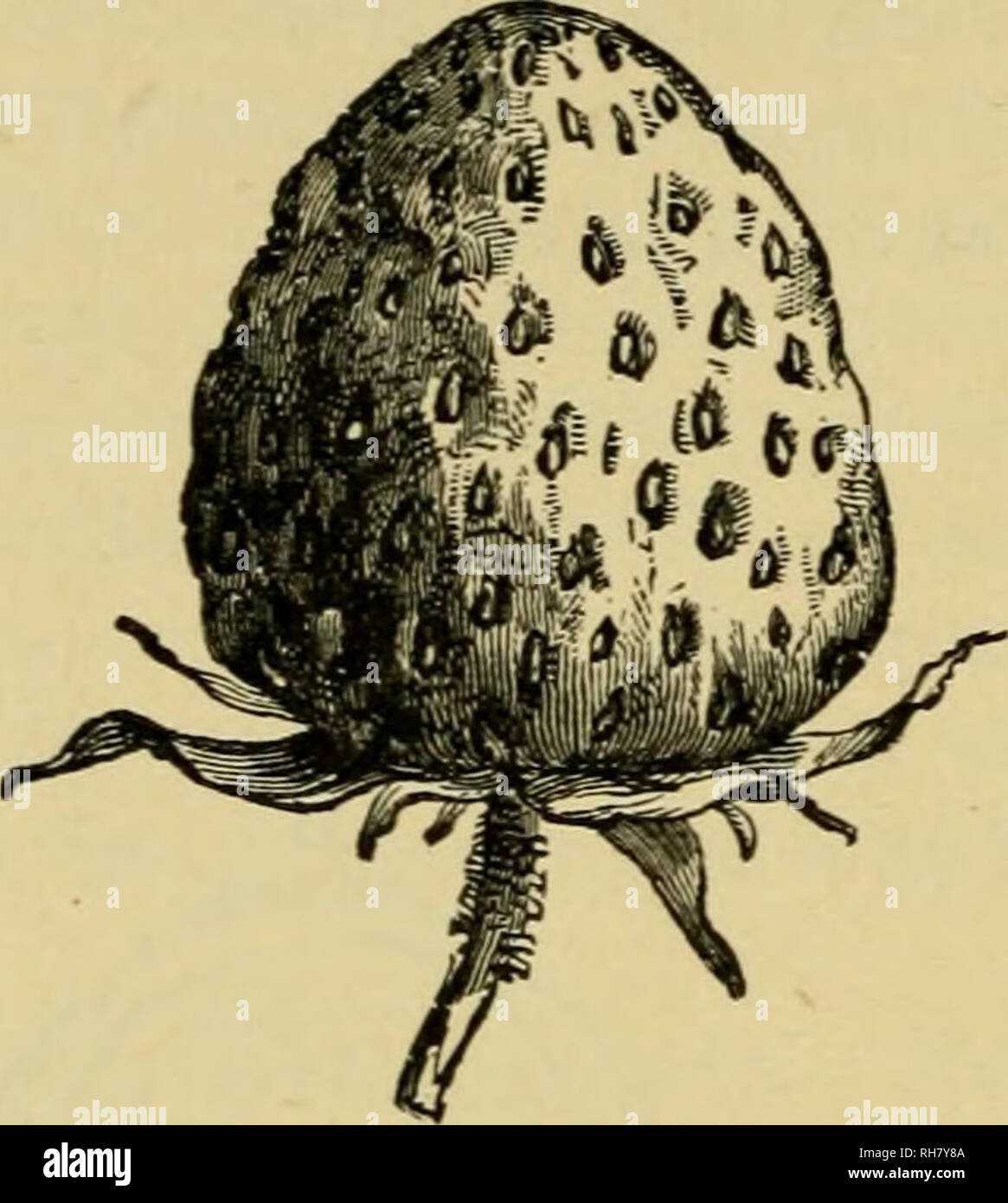 Apocarpous ovary hi-res stock photography and images - Alamy