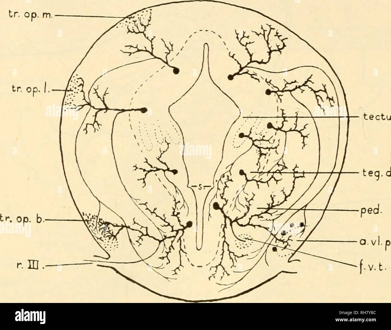 . The brain of the tiger salamander, Ambystoma tigrinum. Brain ...