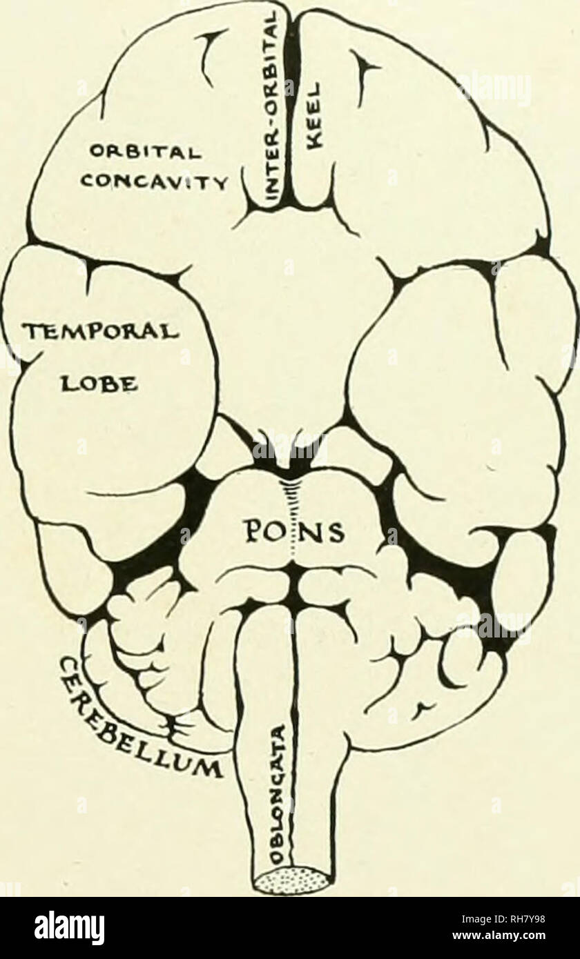 . The brain from ape to man; a contribution to the study of the ...