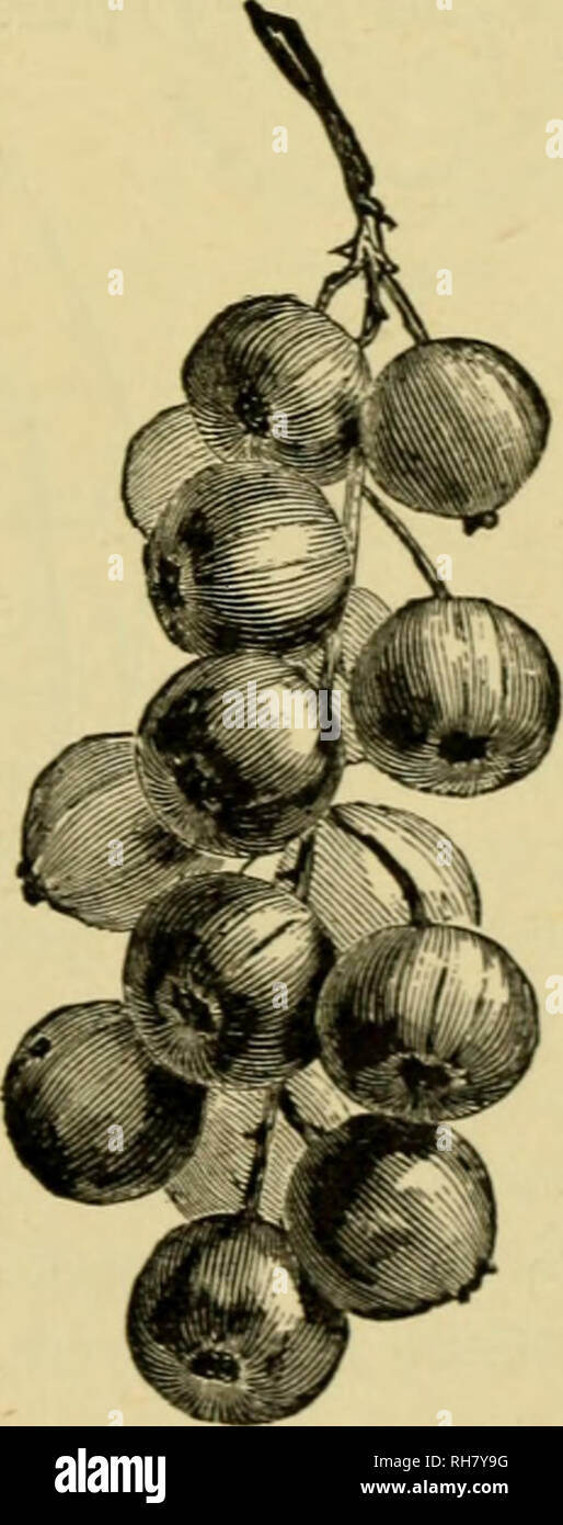 . Botany of the living plant. Botany; Plants. Fig. 481. Inflorescence ...