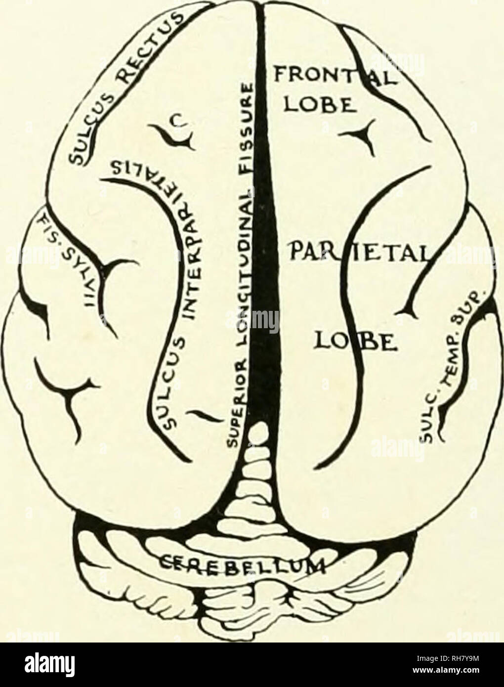 . The brain from ape to man; a contribution to the study of the ...