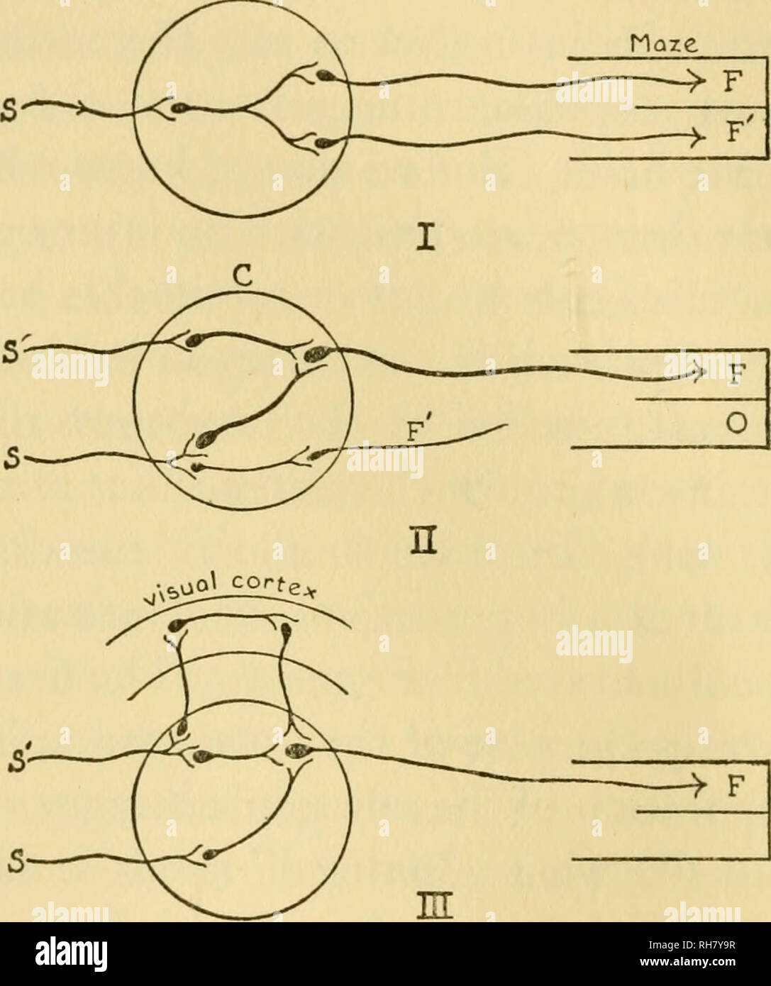 Rhinal Cortex Sectioned View