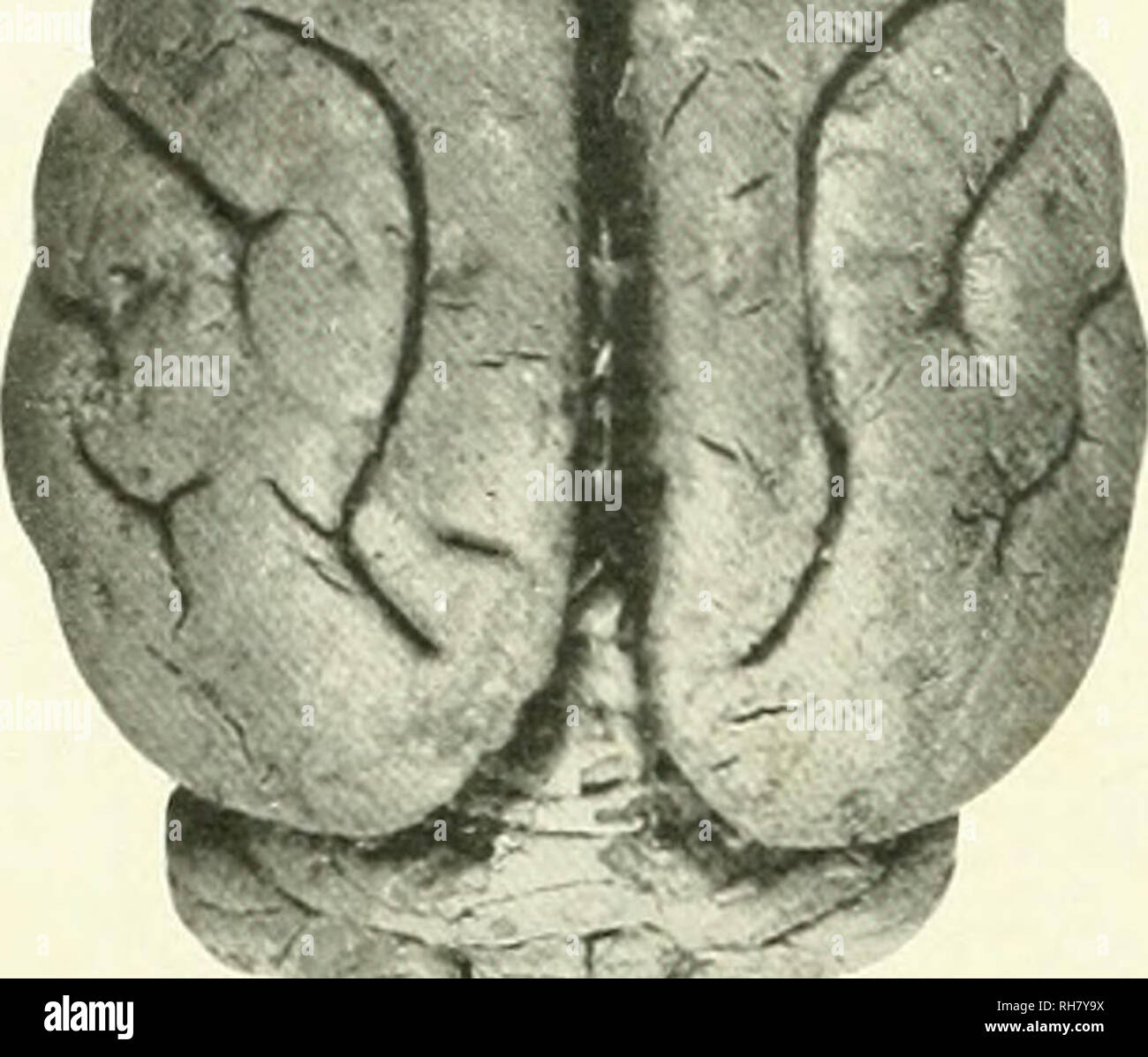 . The brain from ape to man; a contribution to the study of the ...