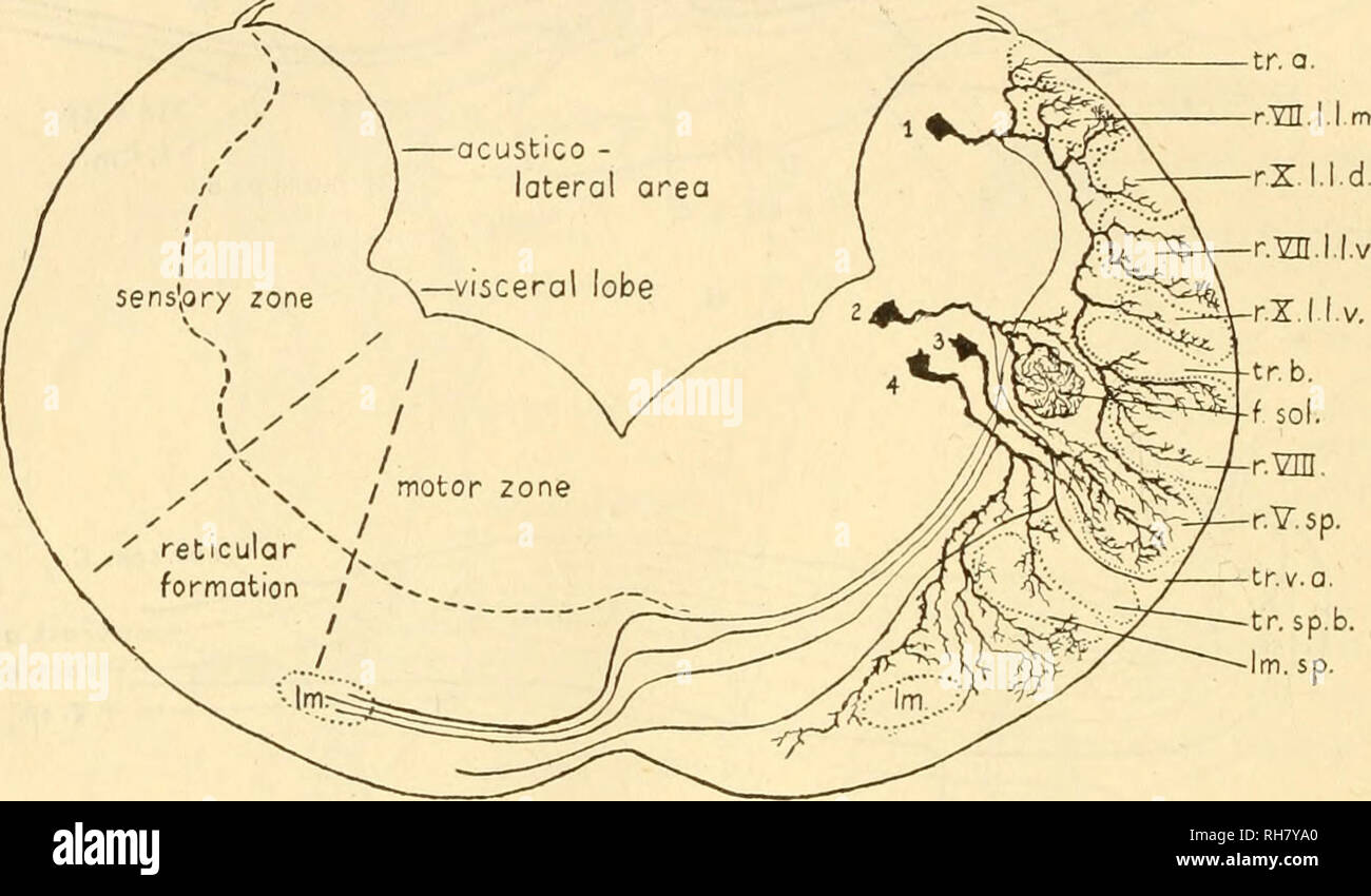 . The brain of the tiger salamander, Ambystoma tigrinum. Brain ...