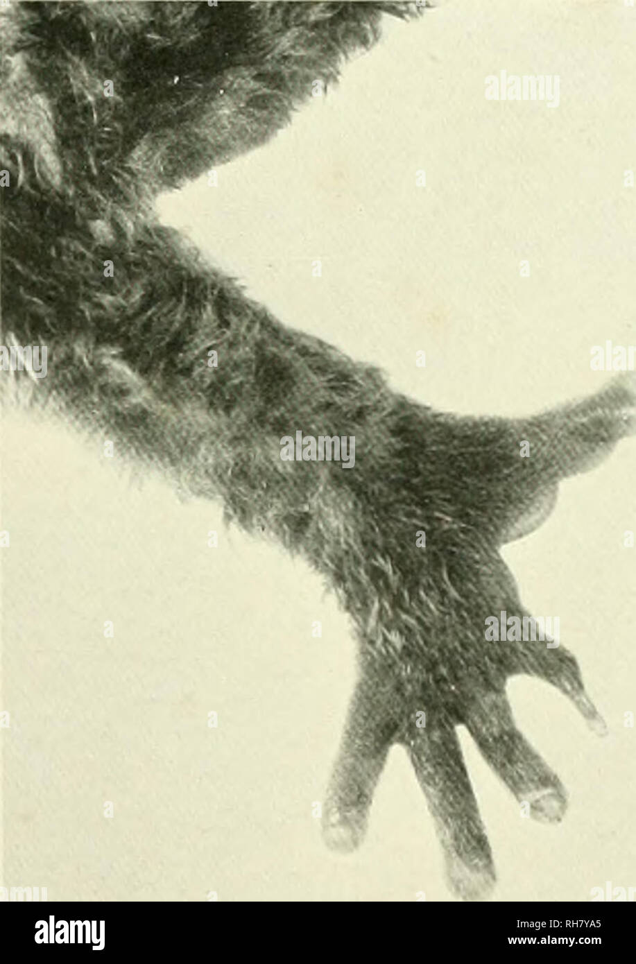 . The brain from ape to man; a contribution to the study of the ...