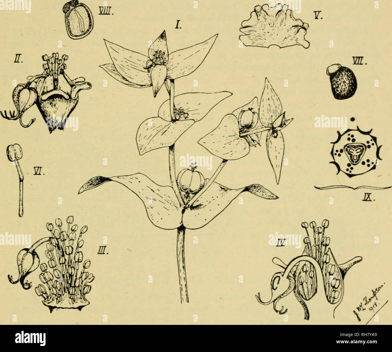 Forming an umbel hi-res stock photography and images - Alamy